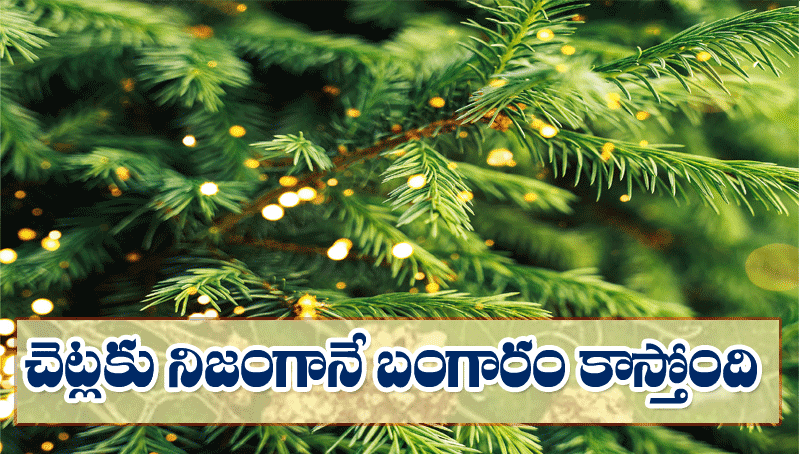 బంగారం పంట పండుతోంది - idhatri